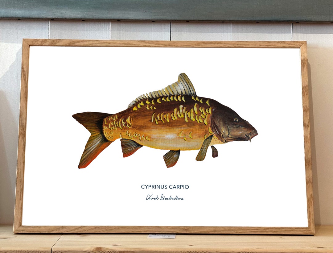 Carp Poster 250gr Art Paper - Etsy