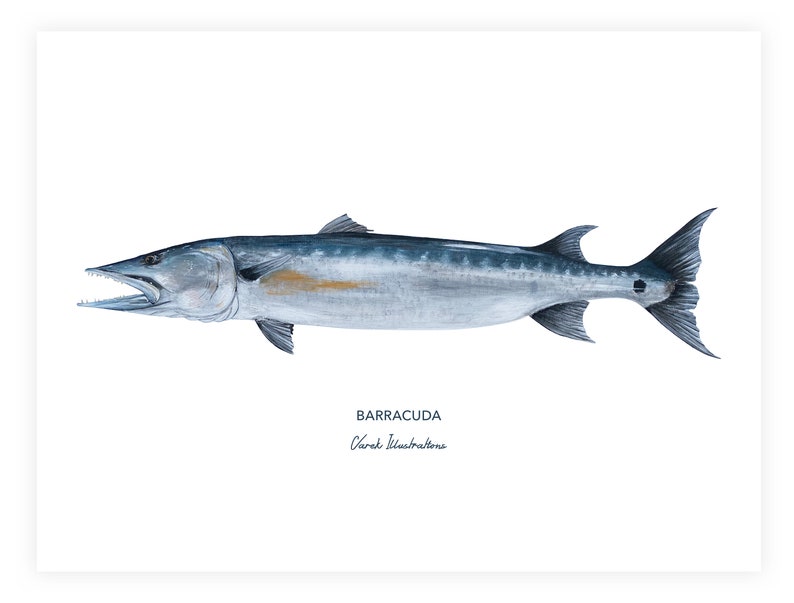 The Barracuda Poster 250gr Art Paper - Etsy