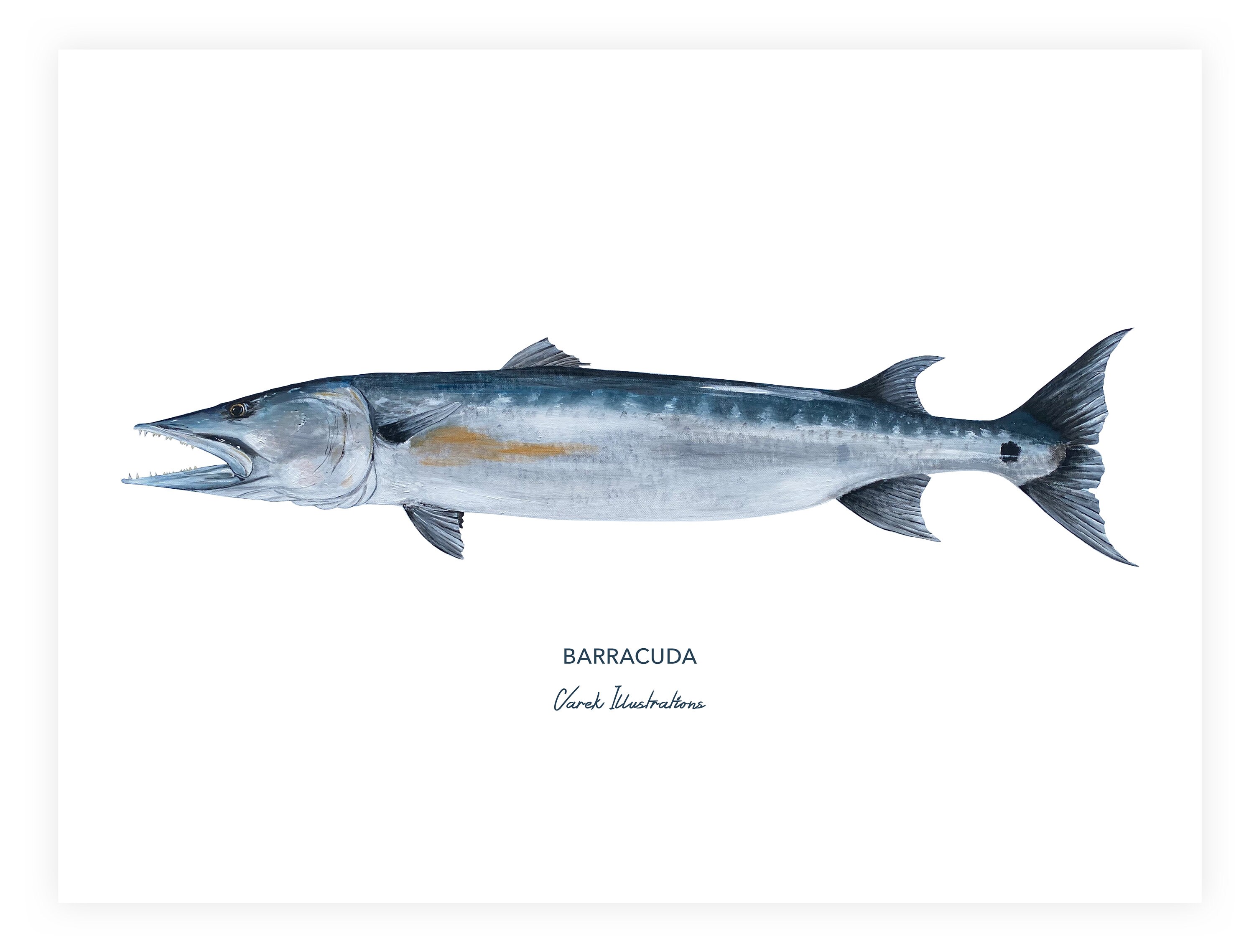 The Barracuda Poster 250gr Art Paper - Etsy