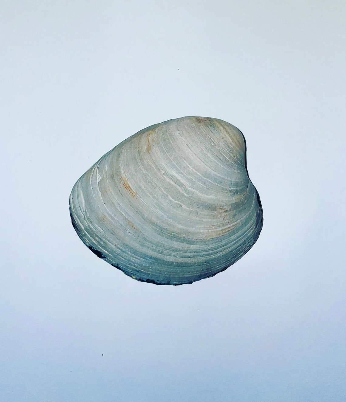 Handmade Oyster Shell Dish Decoupage Oyster&clam Art Gifts Personalized ...