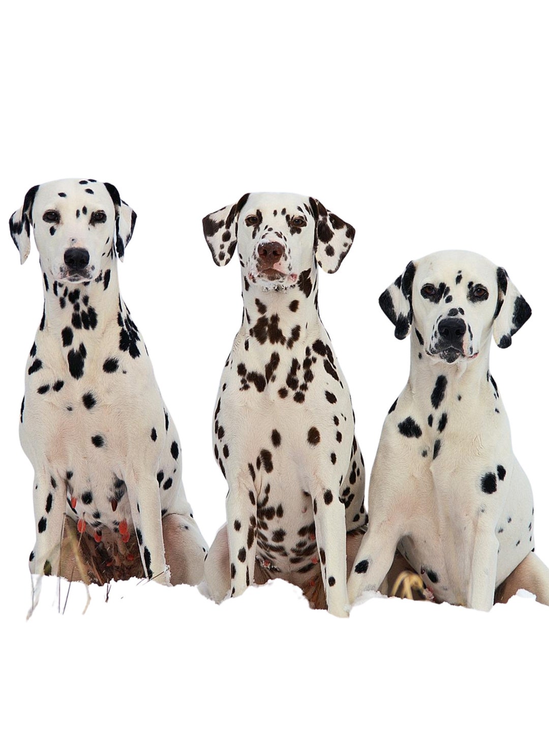 Cute Dalmatians Digital Wall Art... Great Picture for Yourself of a ...
