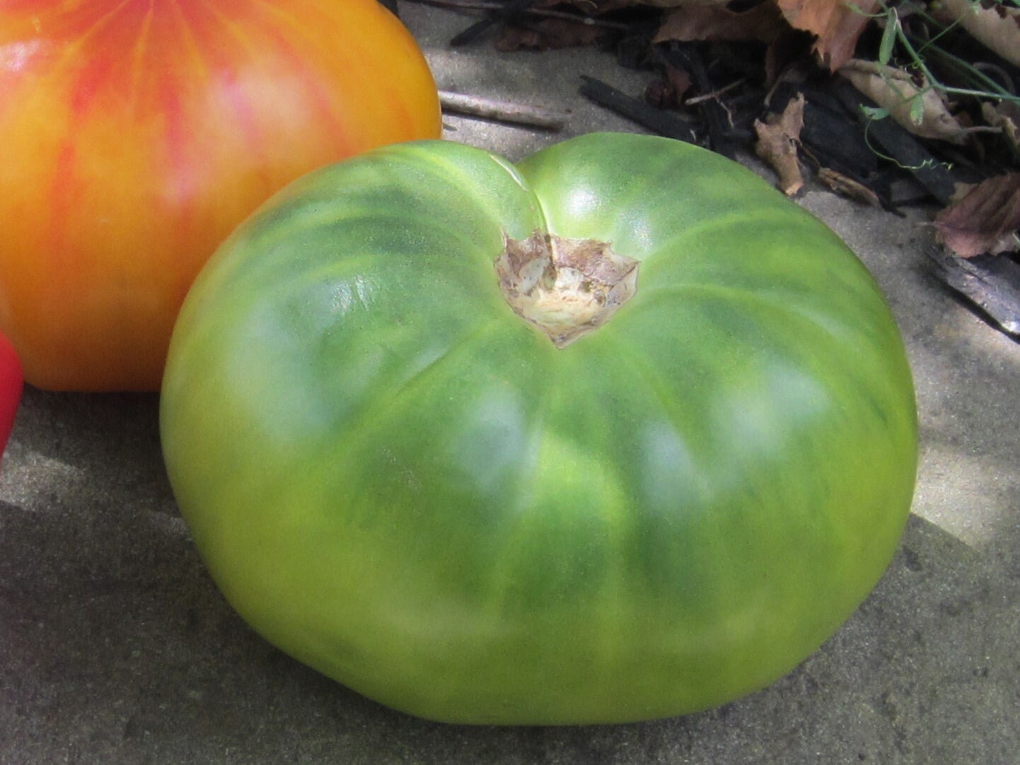 Emerald Evergreen Tomato Heirloom Non GMO Seeds - Etsy