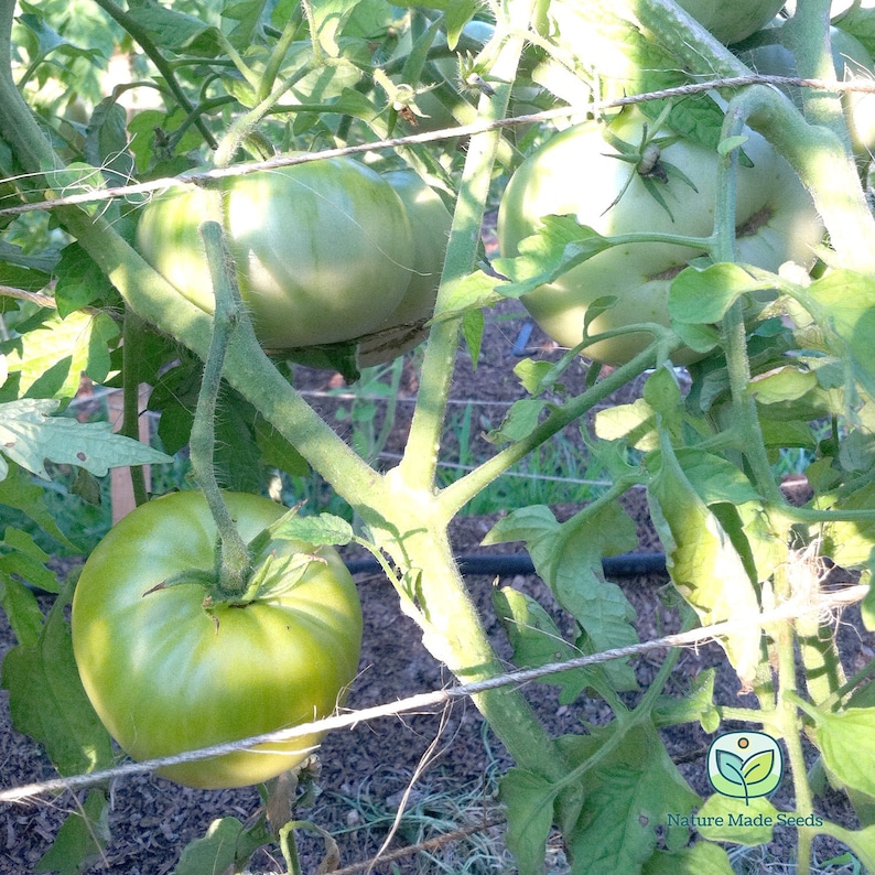 Emerald Evergreen Tomato Heirloom Non GMO Seeds - Etsy