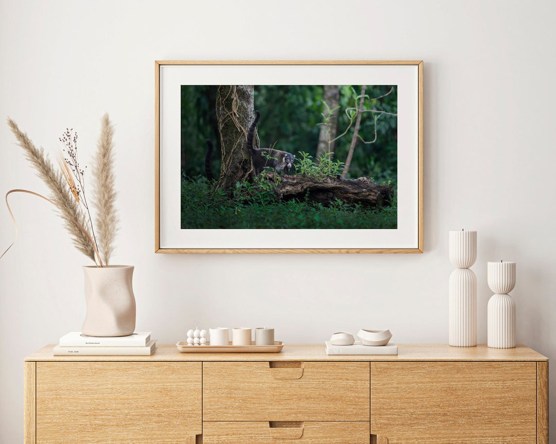 A Ring-tailed Coati Poses on a Fallen Tree in Costa Rica - Fine Art ...