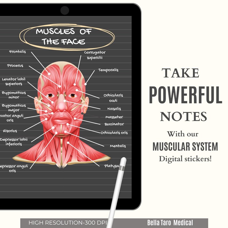 Muscular System Digital Stickers | Muscles Anatomy Pre-cropped Stickers ...