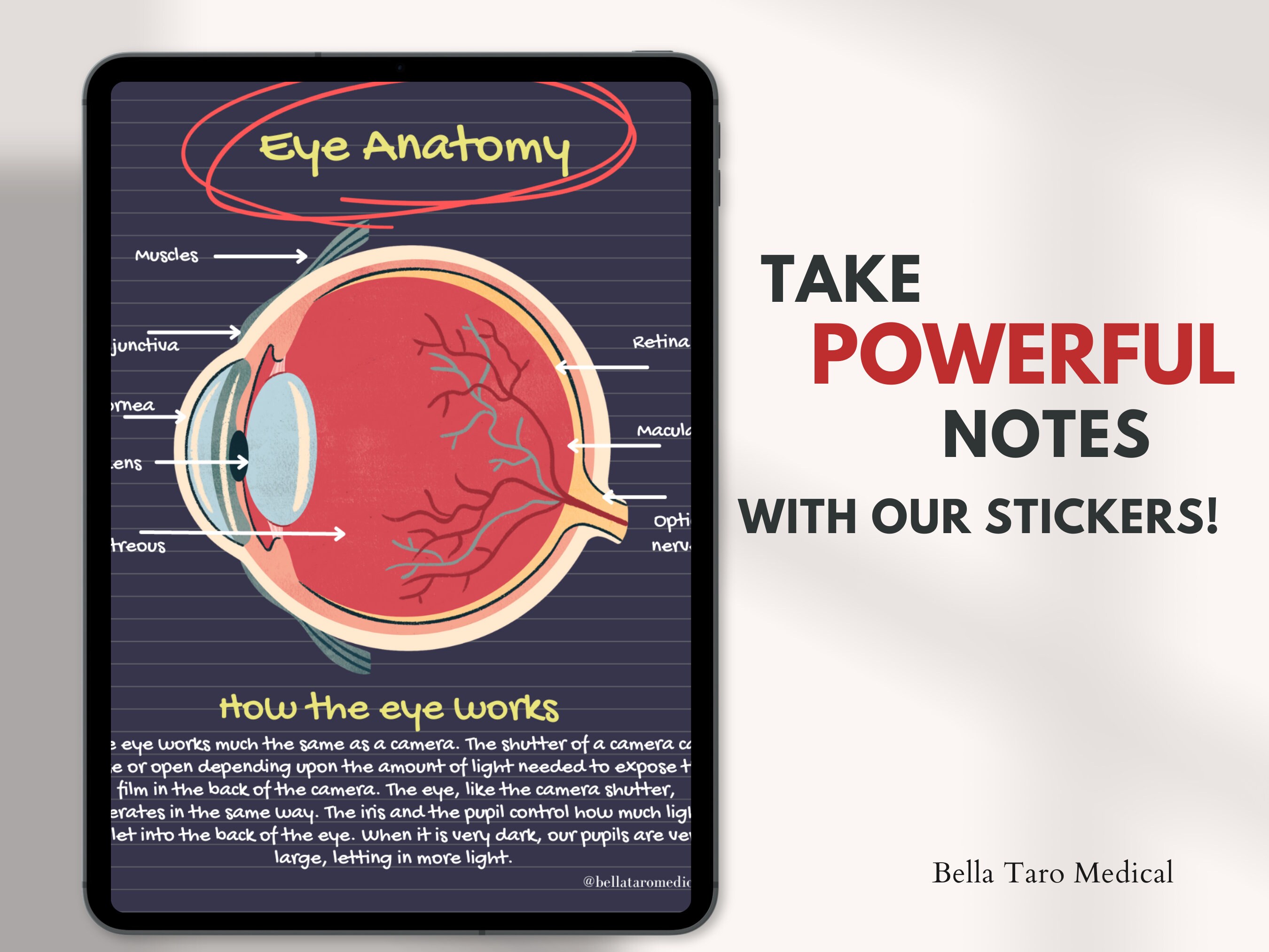 Anatomy & Physiology Bundle Stickers | 560 Pre-cropped Human Body ...