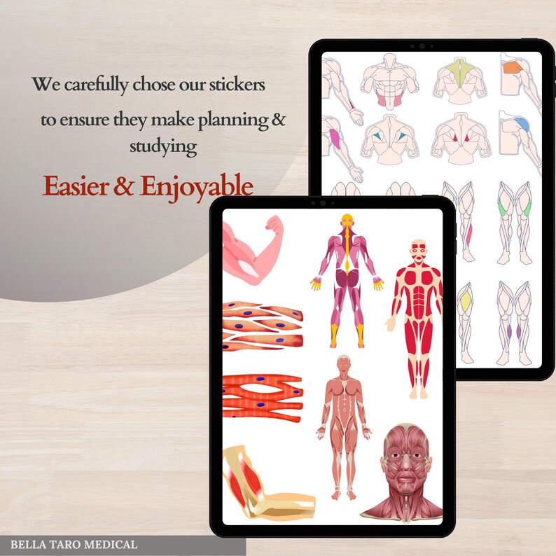 Muscular System Digital Stickers | Muscles Anatomy Pre-cropped Stickers ...
