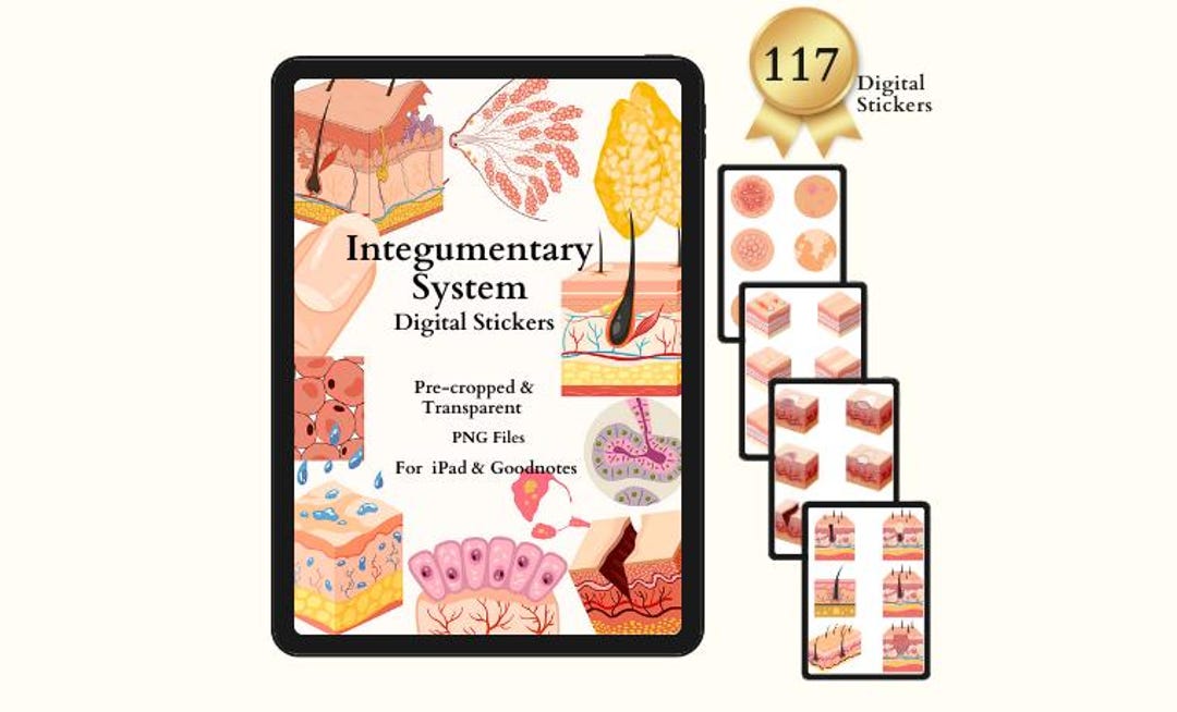 Integumentary System Digital Stickers, Precropped Skin Anatomy Stickers ...
