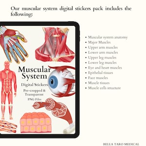 Muscular System Digital Stickers | Muscles Anatomy Pre-cropped Stickers ...
