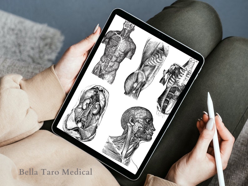 Human Skeleton Anatomy Digital Stickers 350 Pre-cropped Human Skull ...