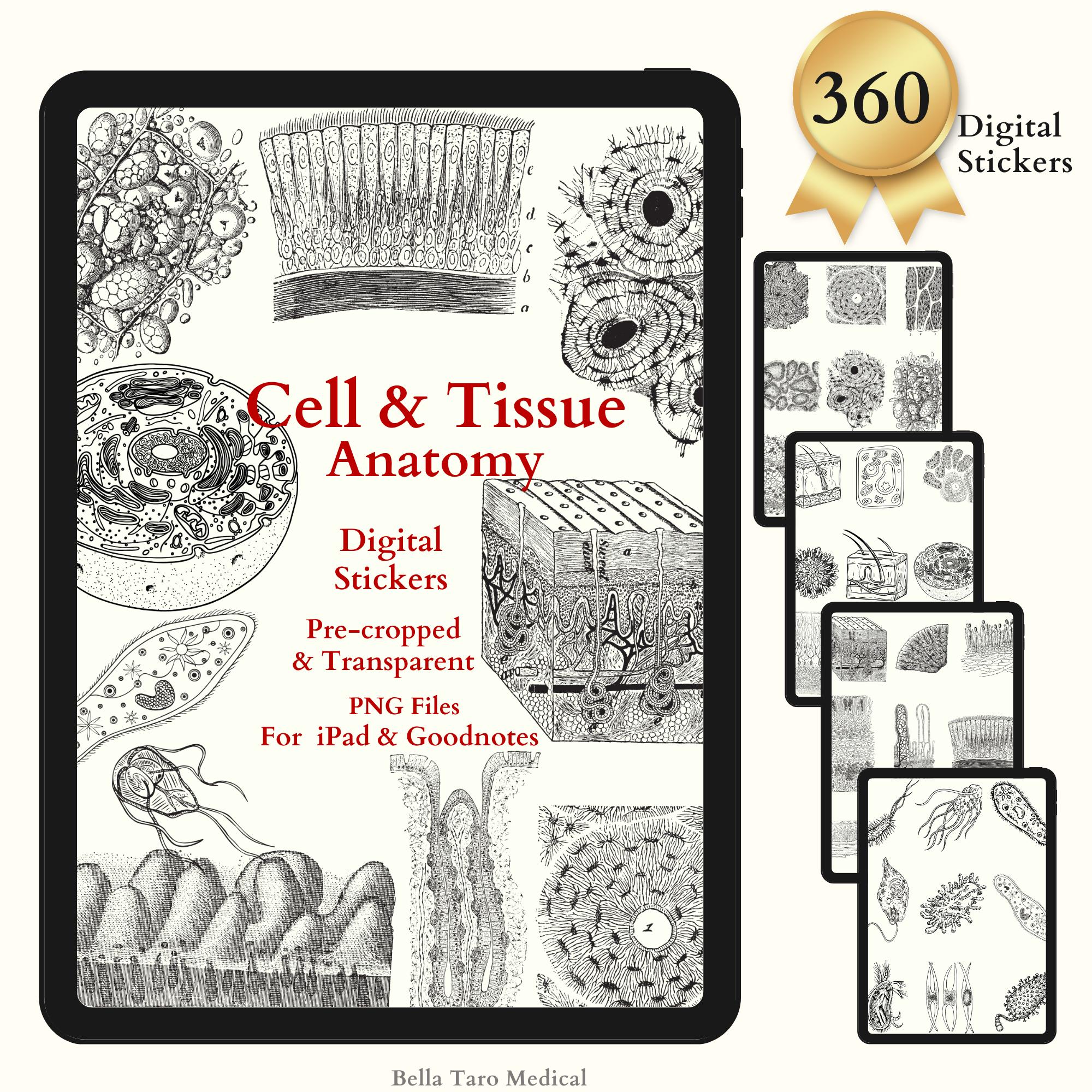 Cell & Tissue Anatomy Digital Stickers, Cell Biology Tissue Anatomy ...