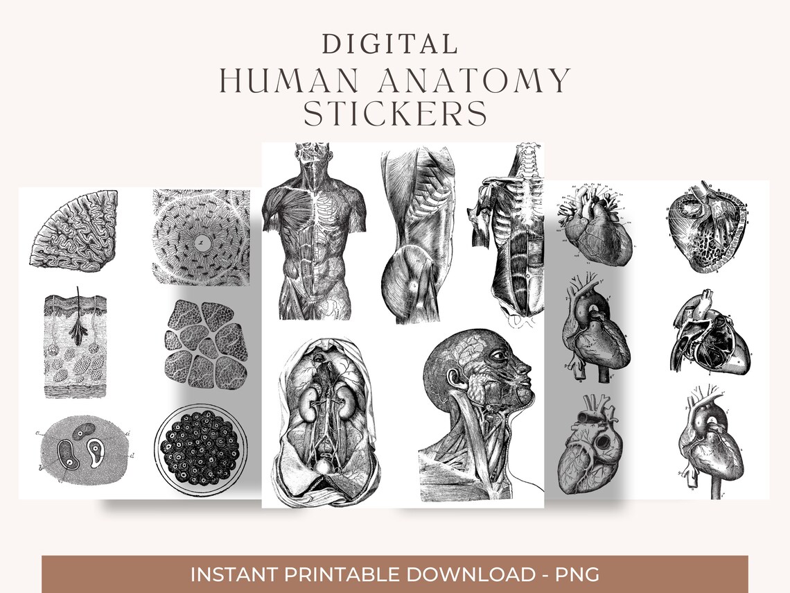 Human Skeleton Anatomy Digital Stickers 350 Pre-cropped Human Skull ...