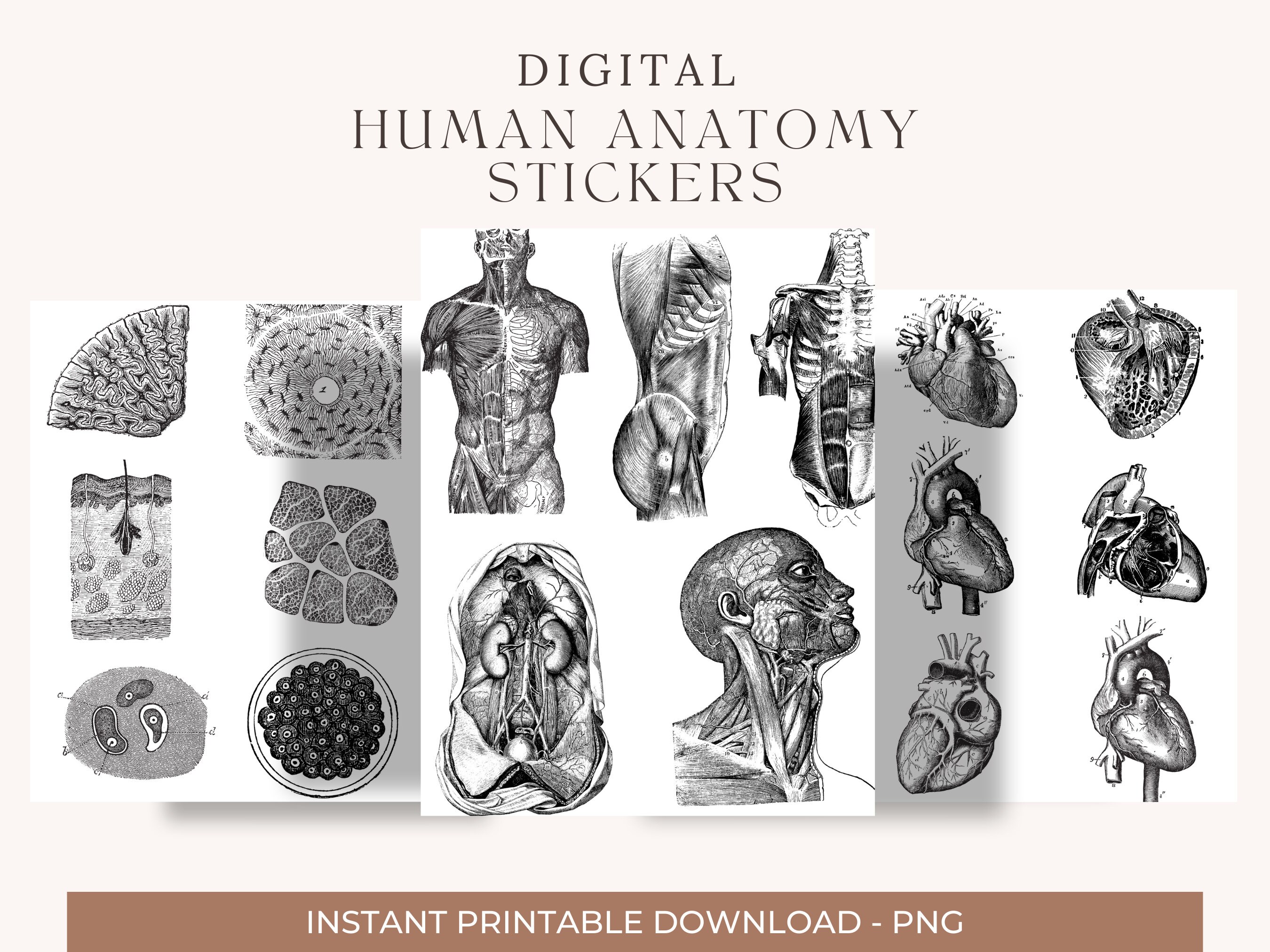 Human Skeleton Anatomy Digital Stickers 350 Pre-cropped Human Skull ...
