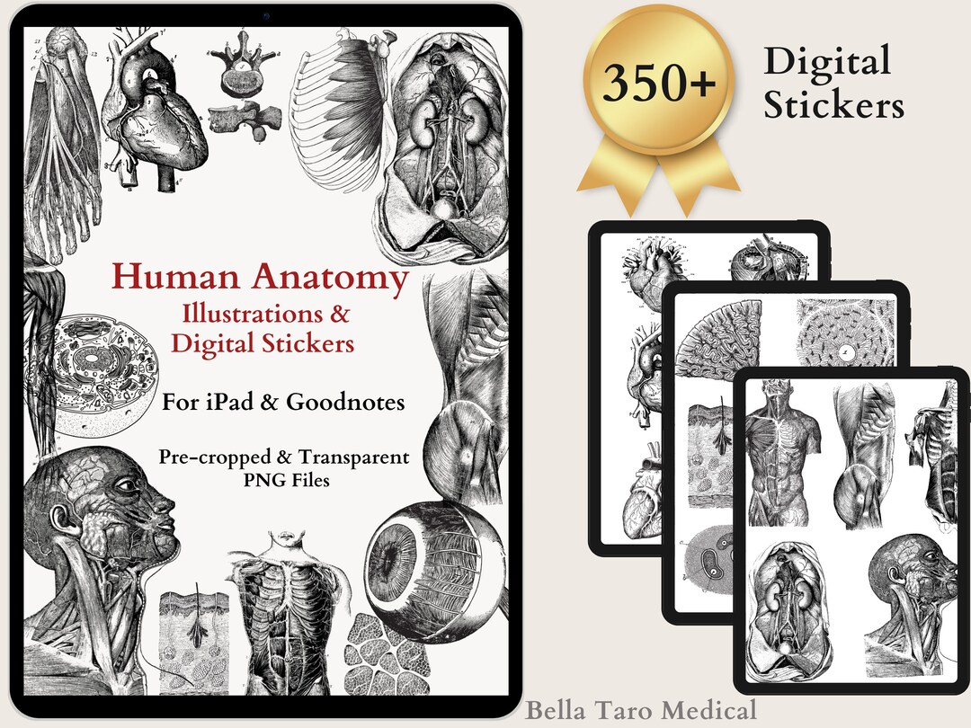 Human Skeleton Anatomy Digital Stickers | 350 Pre-cropped Human Skull ...