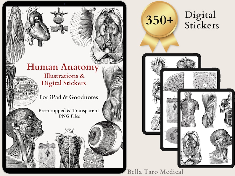 Human Skeleton Anatomy Digital Stickers 350 Pre-cropped Human Skull ...