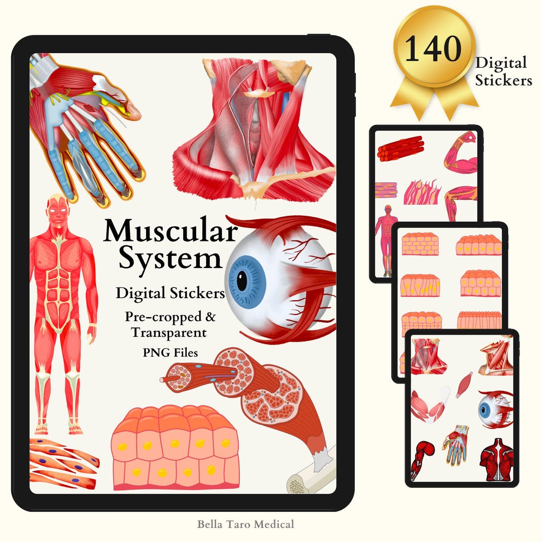 Muscular System Digital Stickers | Muscles Anatomy Pre-cropped Stickers ...