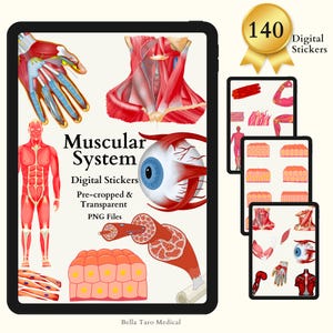 Muscular System Digital Stickers | Muscles Anatomy Pre-cropped Stickers ...