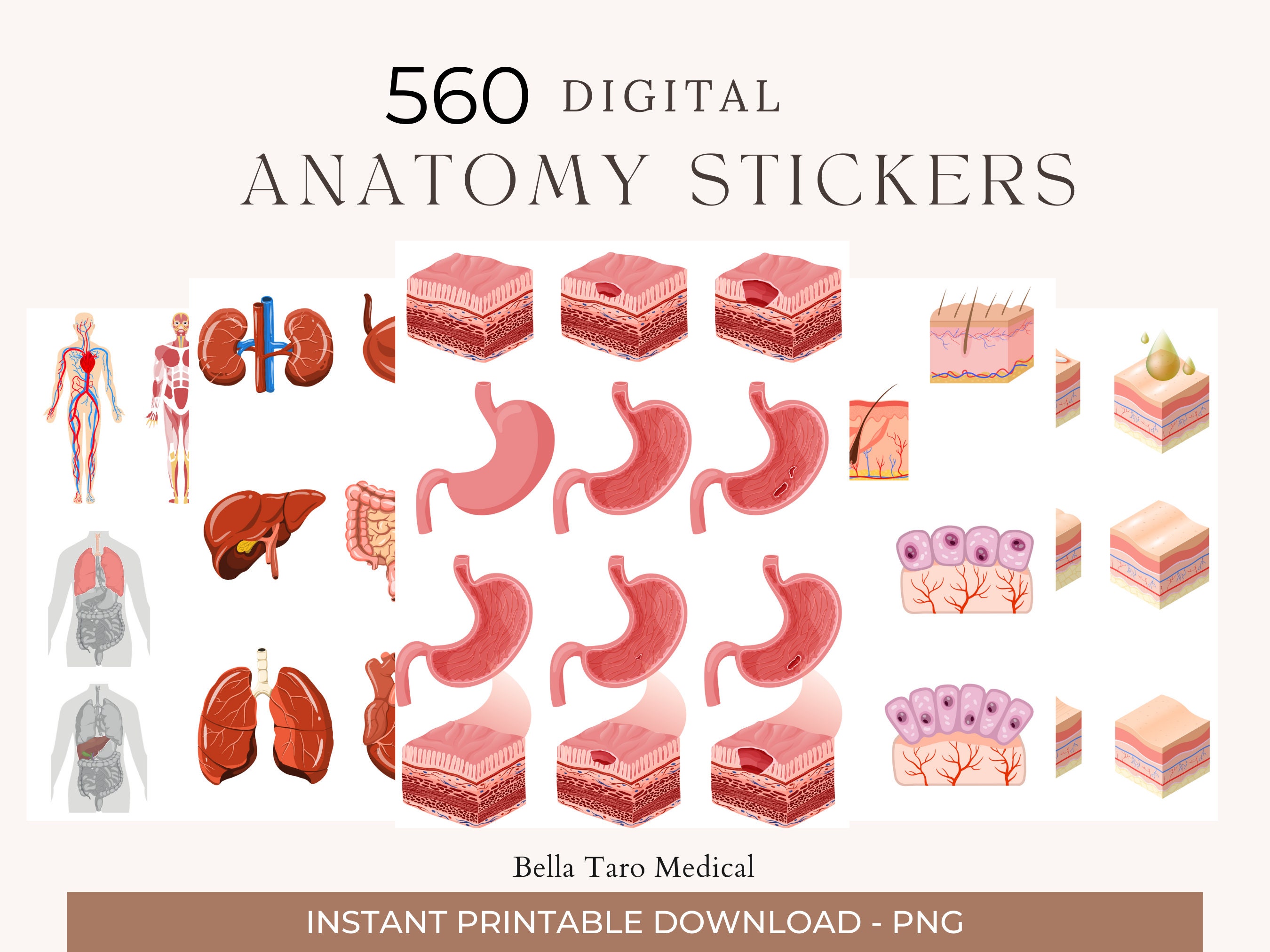 Anatomy & Physiology Bundle Stickers | 560 Pre-cropped Human Body ...