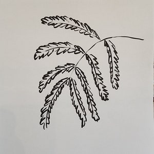 Mimosa Original Line Drawing - Etsy