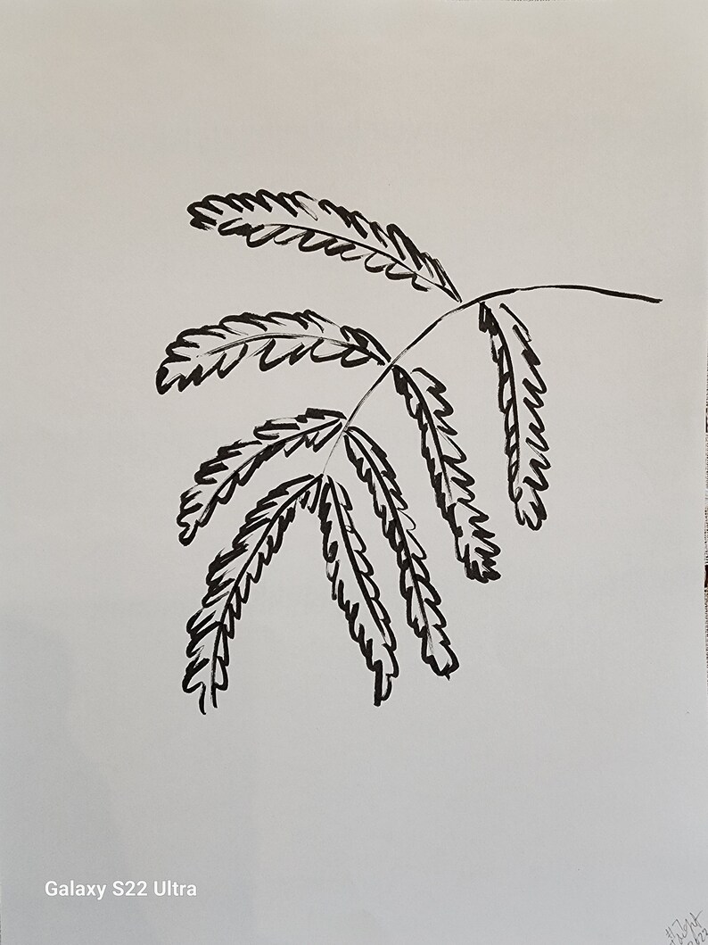 Mimosa Original Line Drawing - Etsy