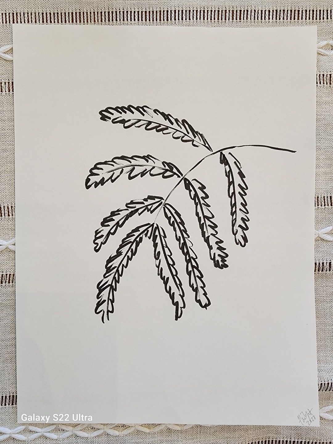 Mimosa Original Line Drawing - Etsy