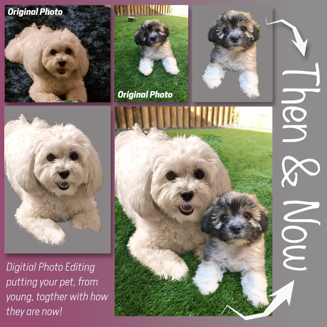 Then & Now - Your Pet/dog/cat Photo Edited and Merged With a Baby Photo ...