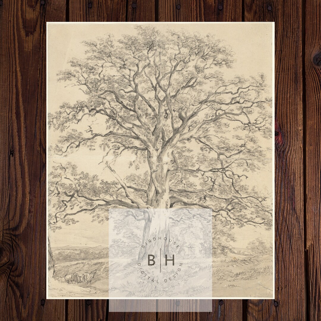 A Great Oak Tree PRINTABLE ART PRINT - Digital Download in 4 Sizes ...