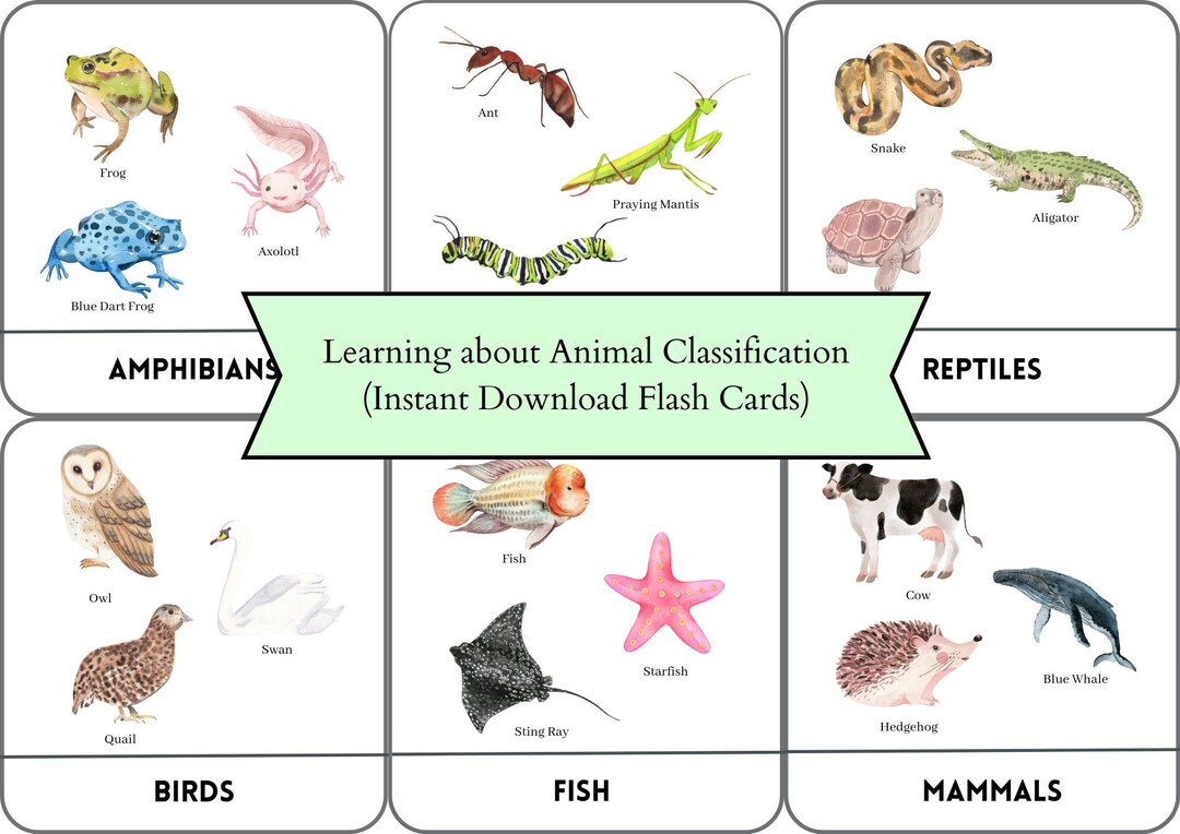 Preschool Science Flash Card Bundle Preschool Activity - Etsy