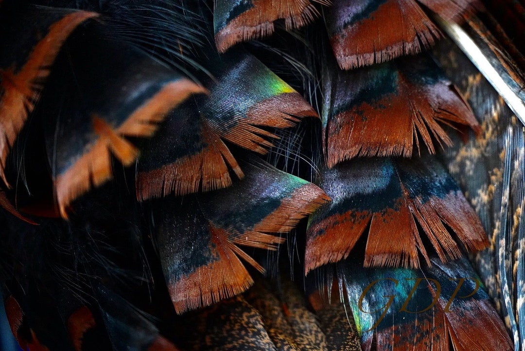 Wild Turkey Feather Art - Etsy