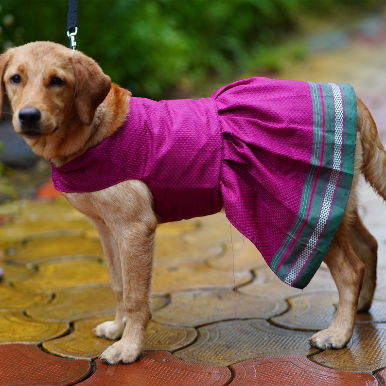 Handmade Dog Lehenga: Custom Indian Wedding Outfit - Etsy