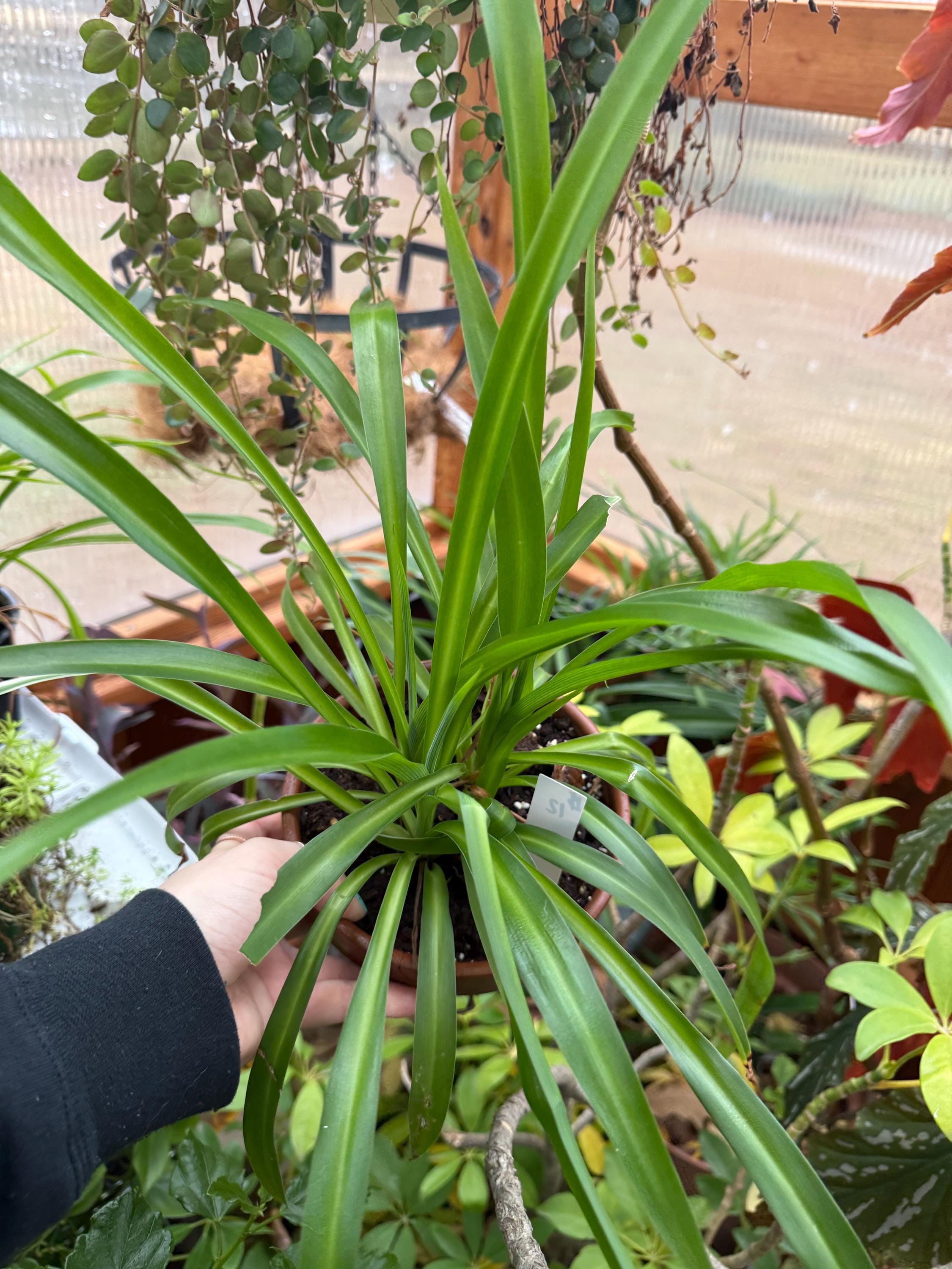 Airplane Plant Aka Spider Plant (nursery Pot) - Etsy