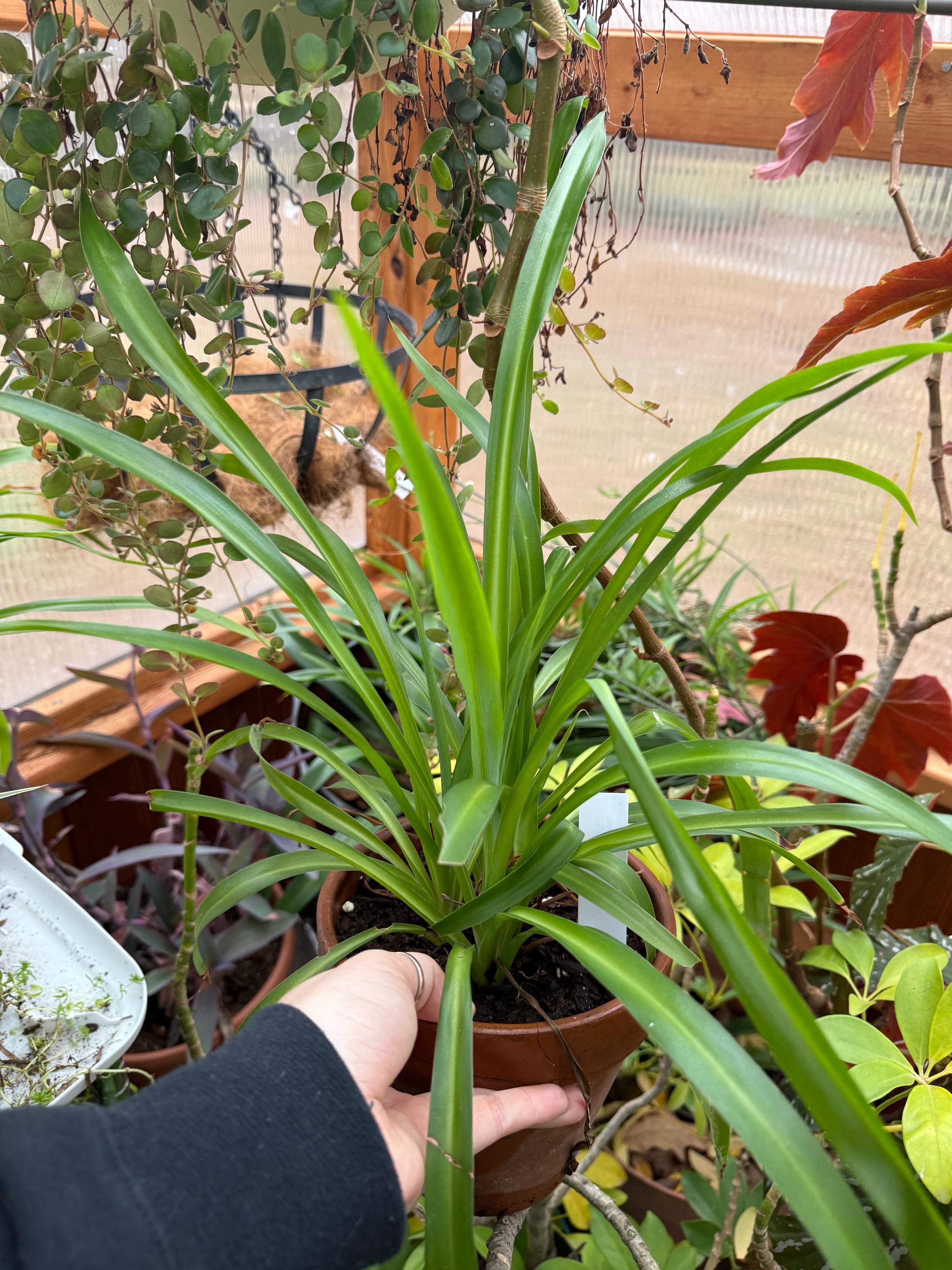 Airplane Plant Aka Spider Plant (nursery Pot) - Etsy