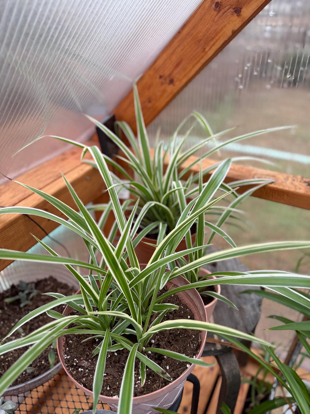 Striped Airplane Plant Aka Spider Plant (chlorophytum Comosum) - Etsy