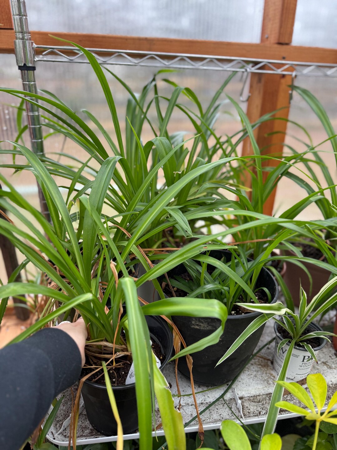 Airplane Plant Aka Spider Plant (nursery Pot) - Etsy