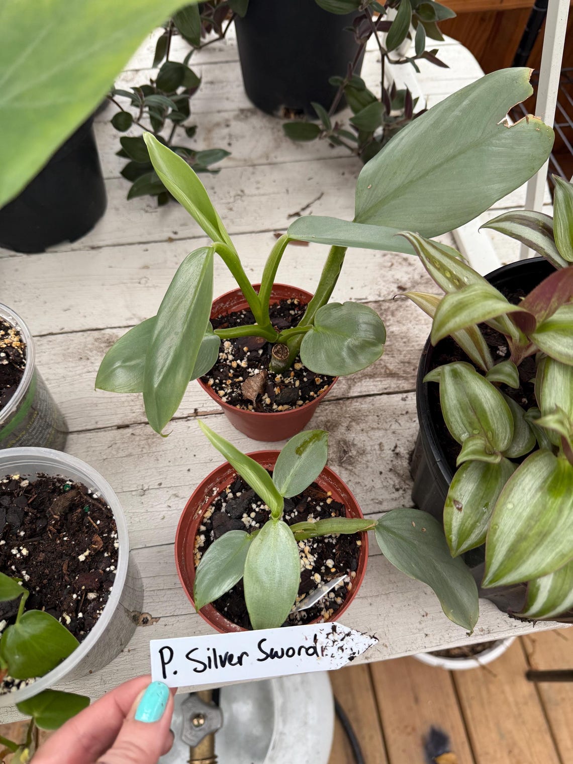 Philodendron Silver Sword (4” Nursery Pot) - Etsy