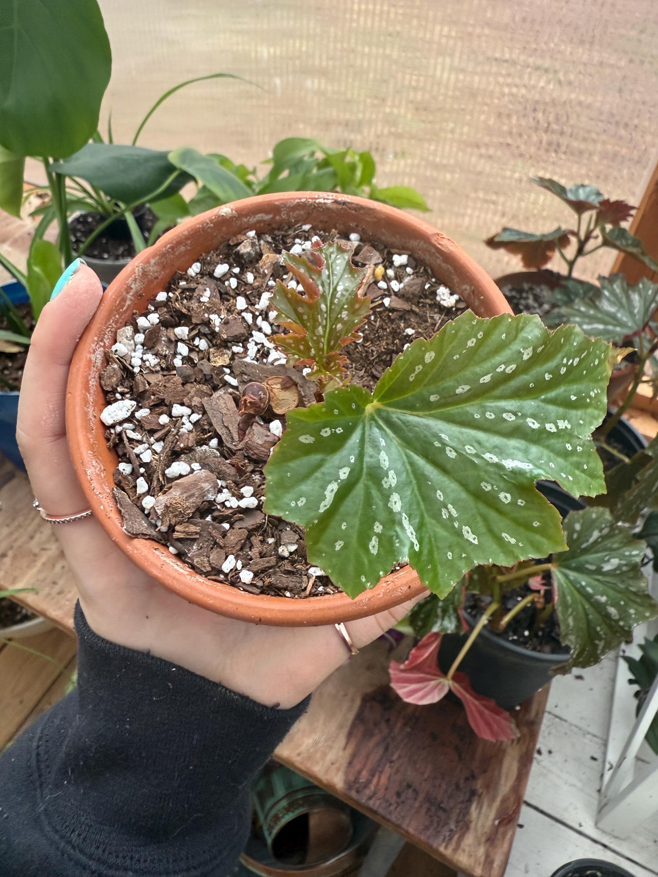 6” Angel Wing Begonia - Etsy