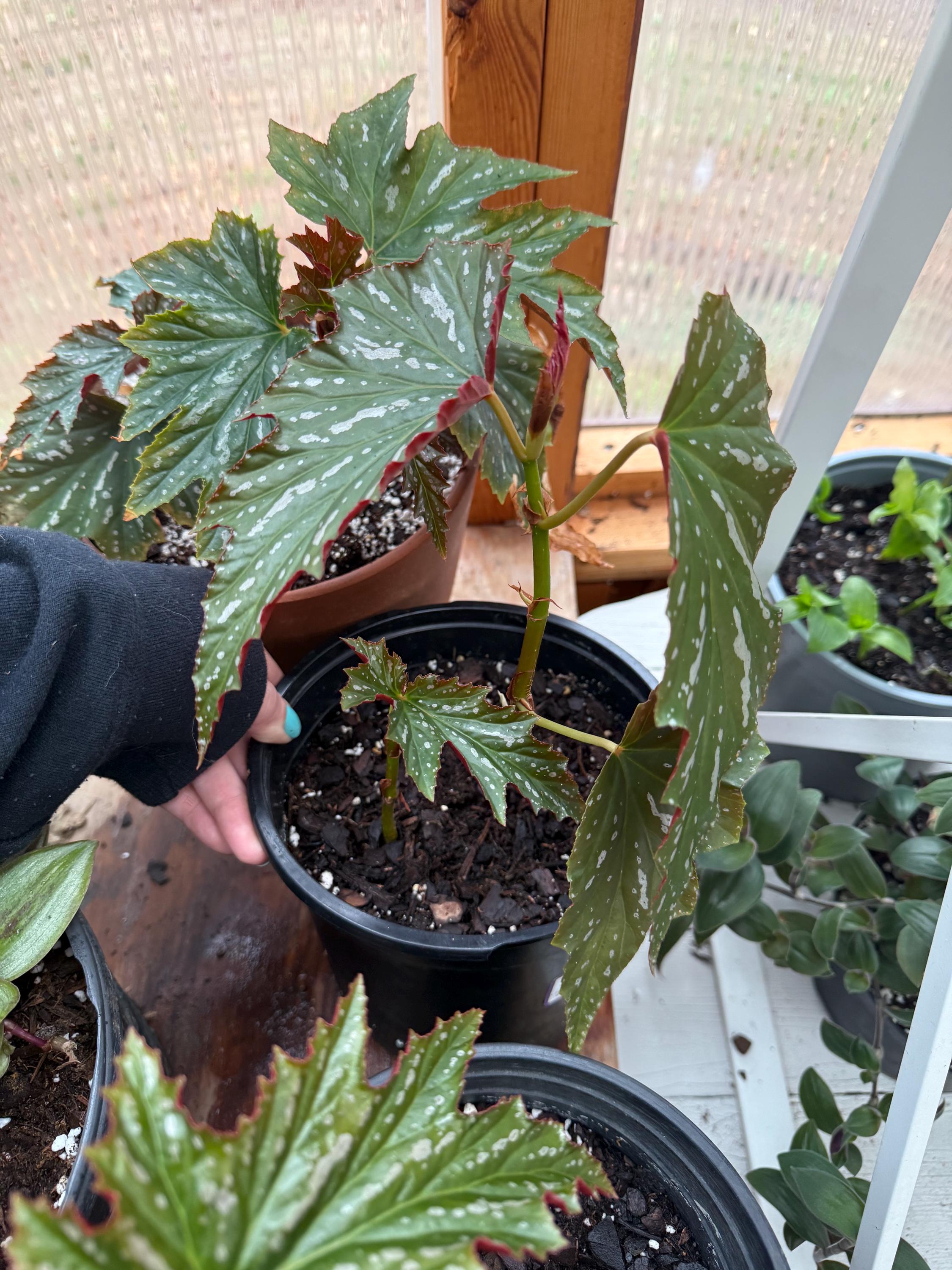 6” Angel Wing Begonia - Etsy