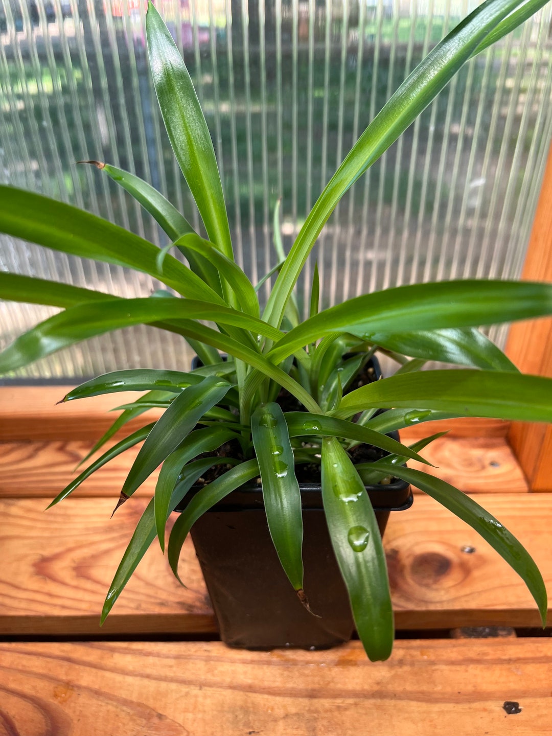 4 Airplane Plant Aka Spider Plant - Etsy