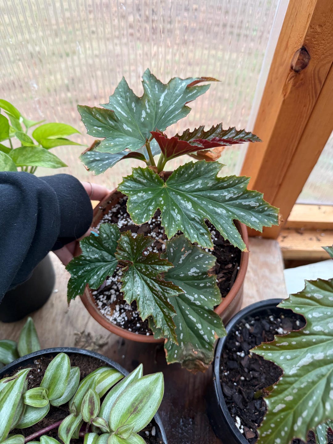 6” Angel Wing Begonia - Etsy