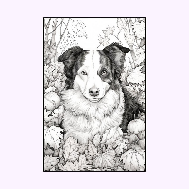 Border Collie Coloring Pages: 15 Dog Illustrations (printable PDF) - Etsy