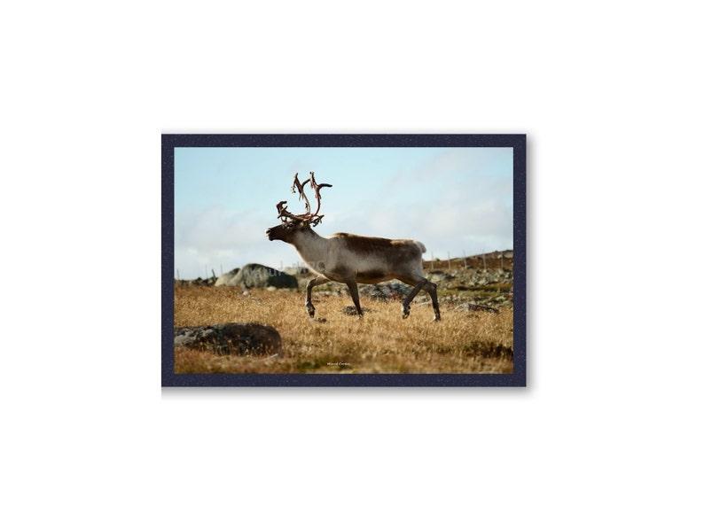 Caribou, Reindeer, Digital Download, Instant Download, Printable Art ...