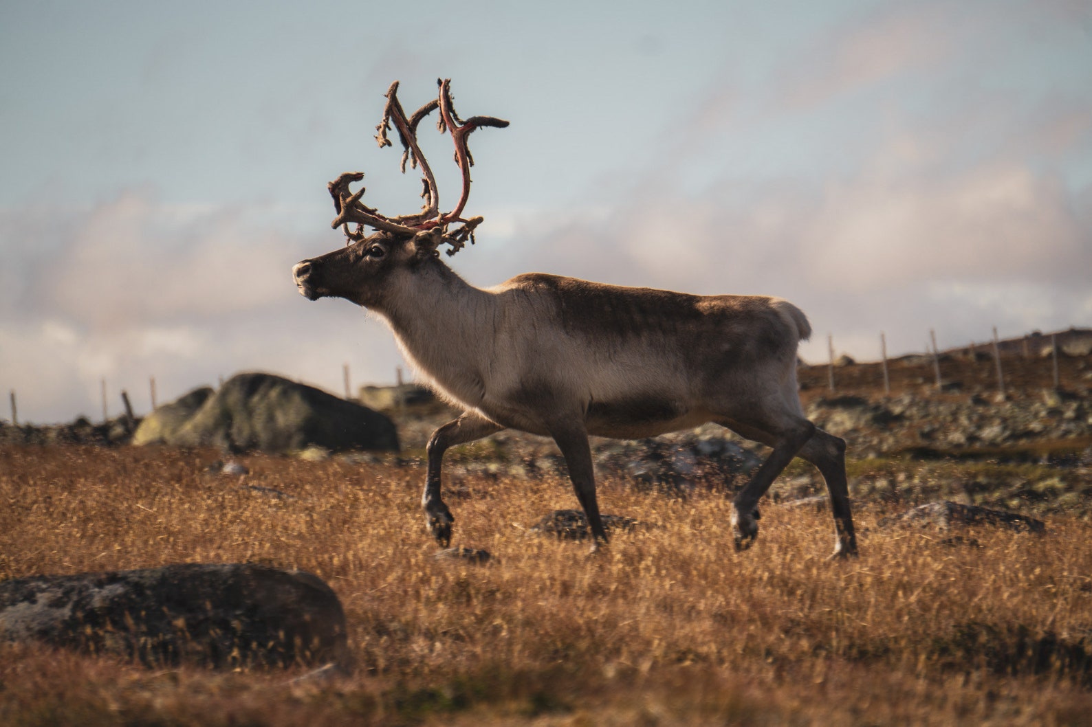 Caribou, Reindeer, Digital Download, Instant Download, Printable Art ...