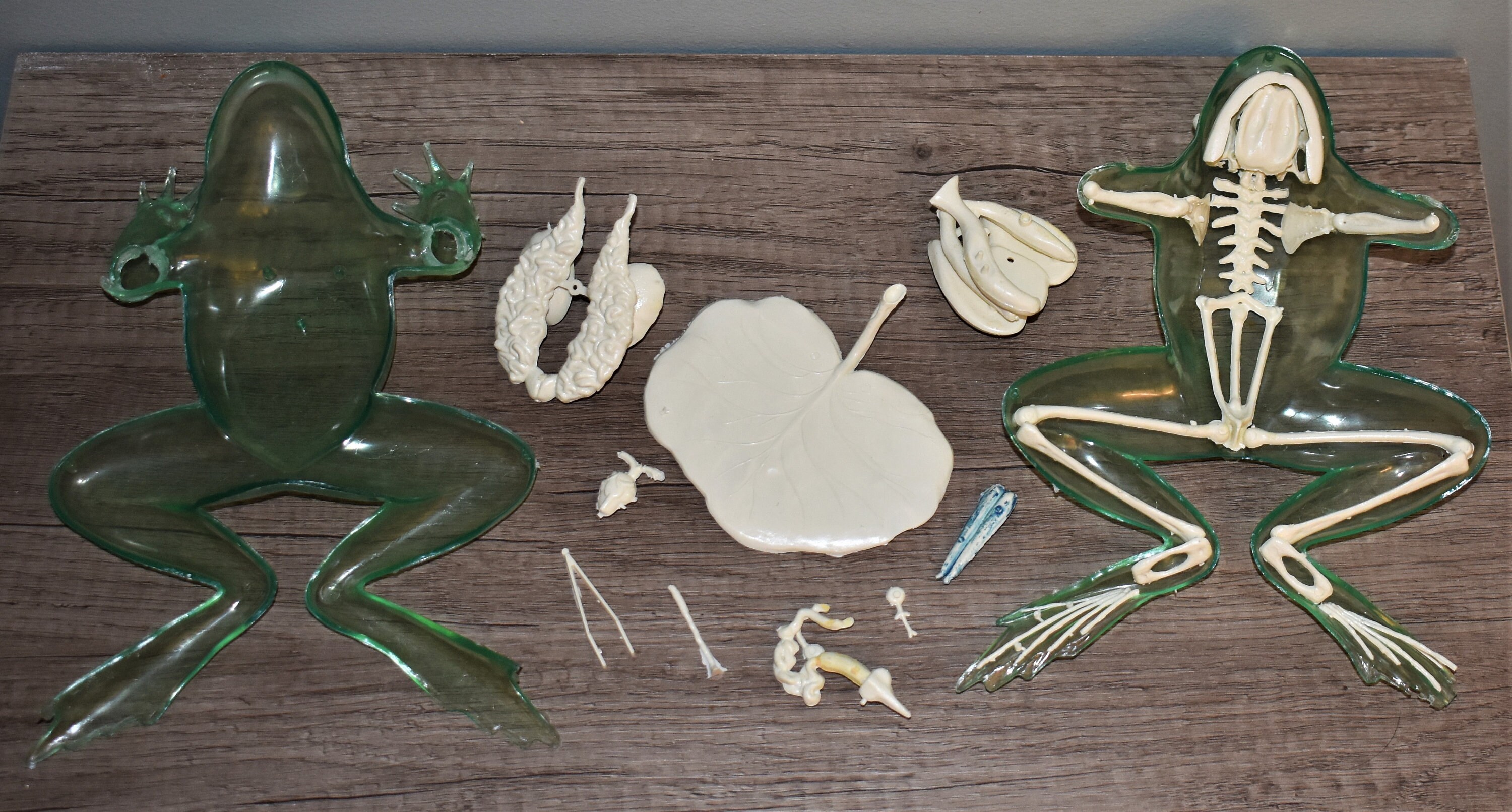 Vintage Visible Dissecting Frog Model Kit Leopard Frog - Etsy