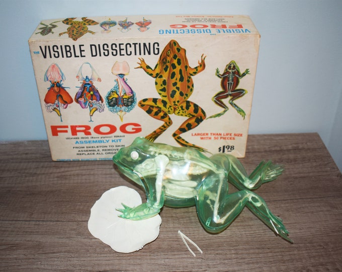 Vintage Visible Dissecting Frog Model Kit - Leopard Frog Skeleton ...