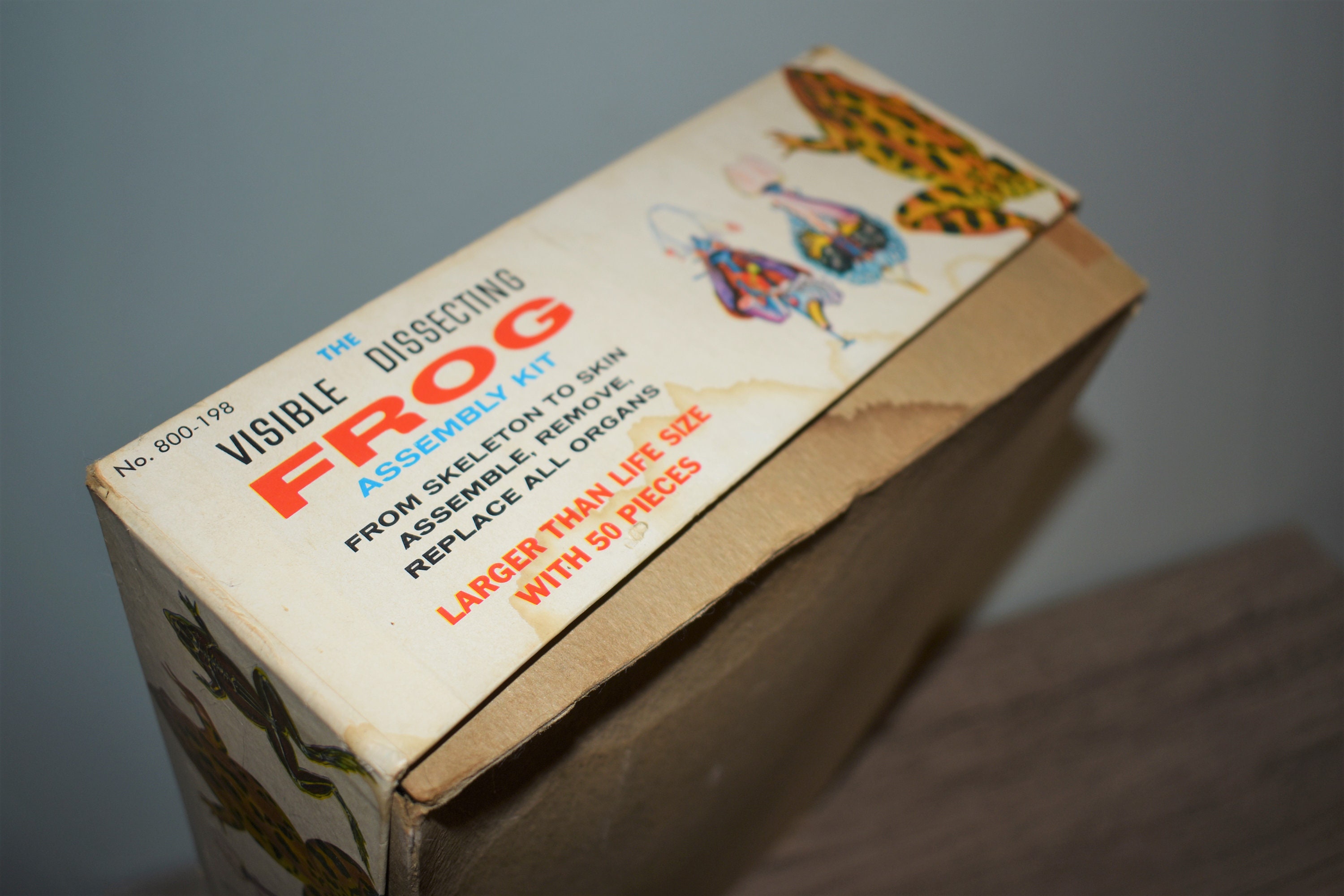 Vintage Visible Dissecting Frog Model Kit Leopard Frog - Etsy