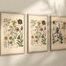 Vintage Botanical Tryptic, Set of 3, Botanical Wall Art, Floral Art ...