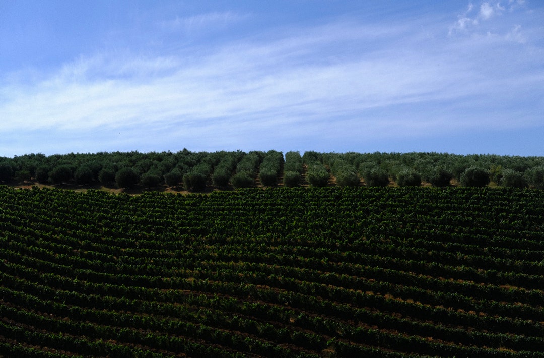 Rolling Vineyard - Unique, Modern Digital Photography. Wine, South ...