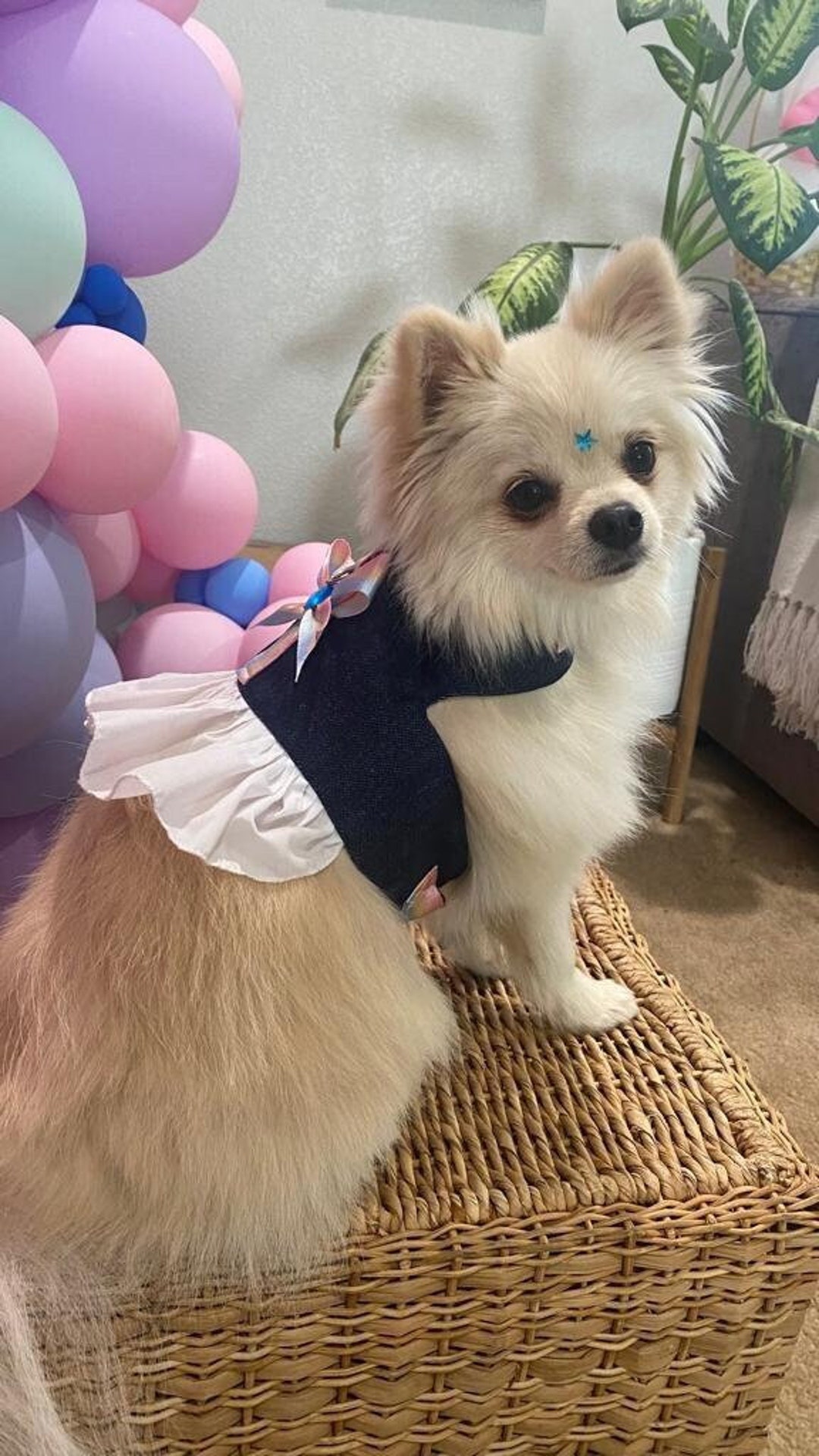 Jean Dress Harness For Small Dog With Rainbow Bow Pomeranian Etsy