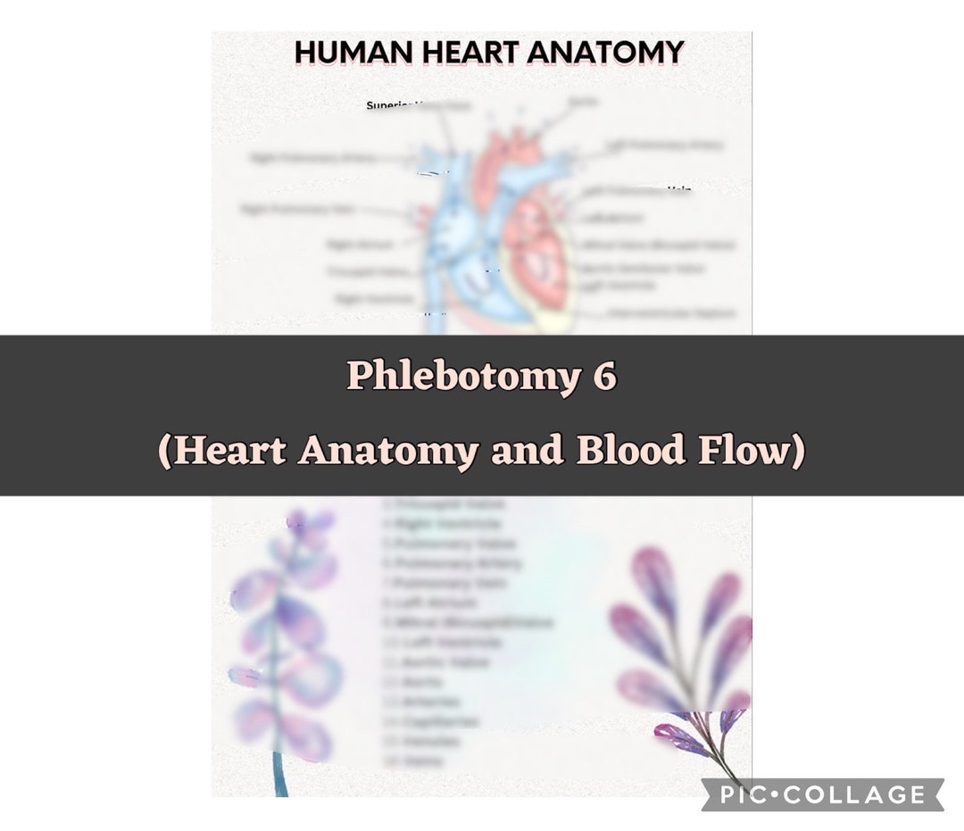 PHLEBOTOMY Heart Anatomy and Blood Flow - Etsy