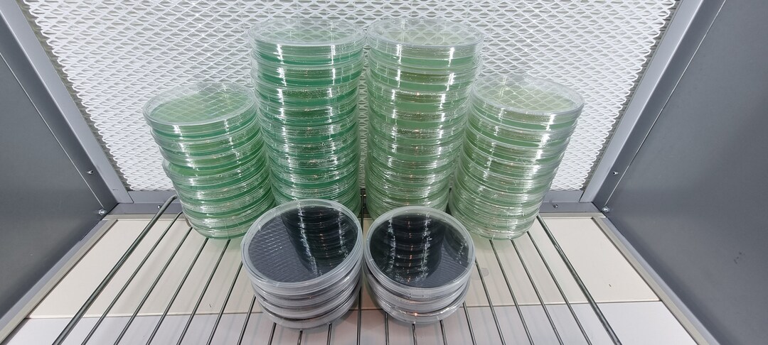 Pre-poured MEA ( Malt Extract ) Agar Petri Dishes in 90mm Plates - Etsy
